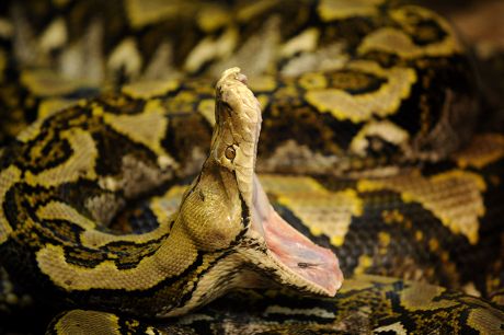 93 Reticulated python Stock Pictures, Editorial Images and Stock Photos ...