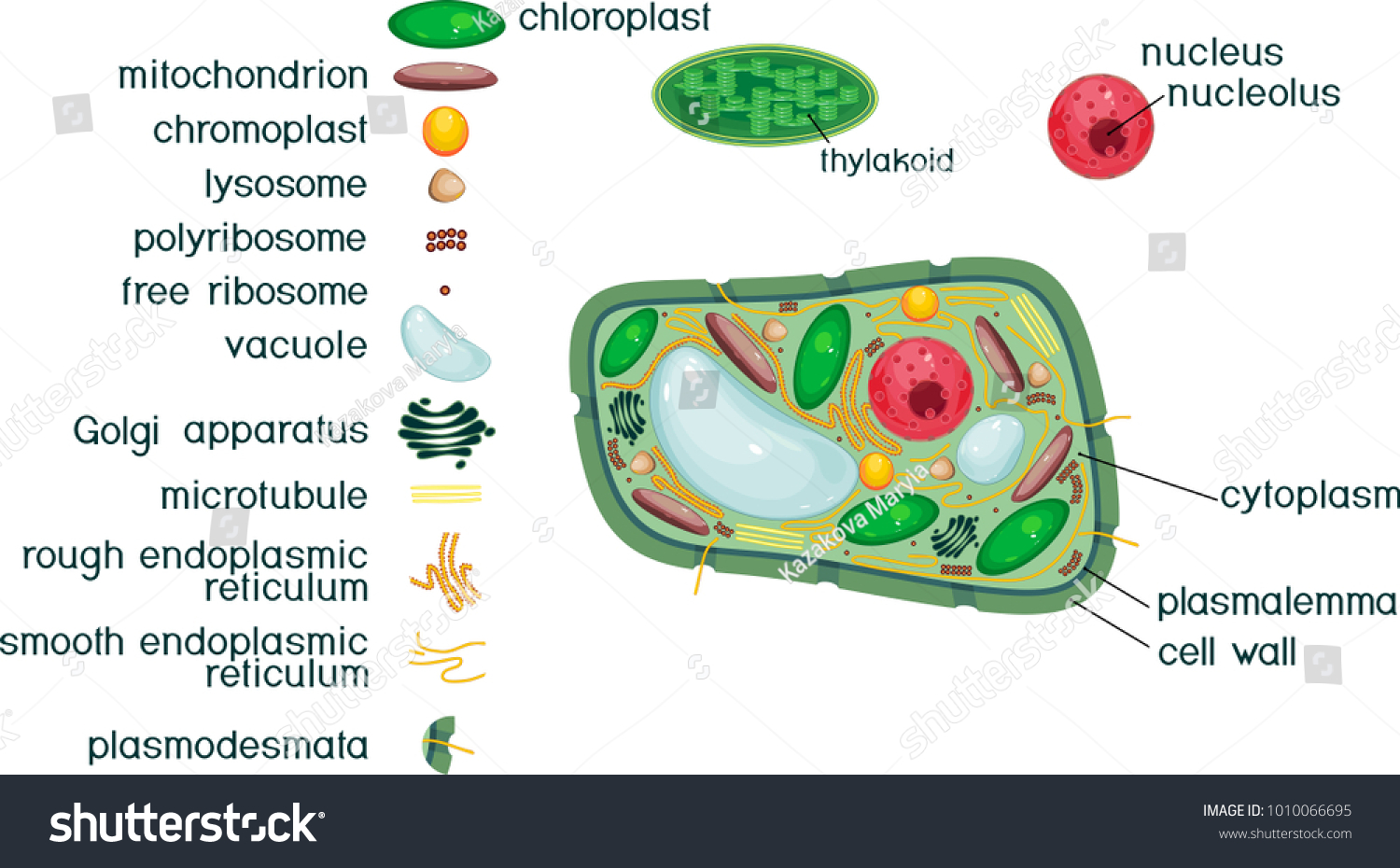 Labelled Diagram Of Vacuoles