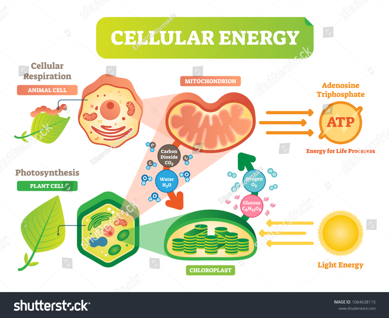 Cellular energy 19,282 รายการ ภาพ ภาพสต็อกและเวกเตอร์ | Shutterstock