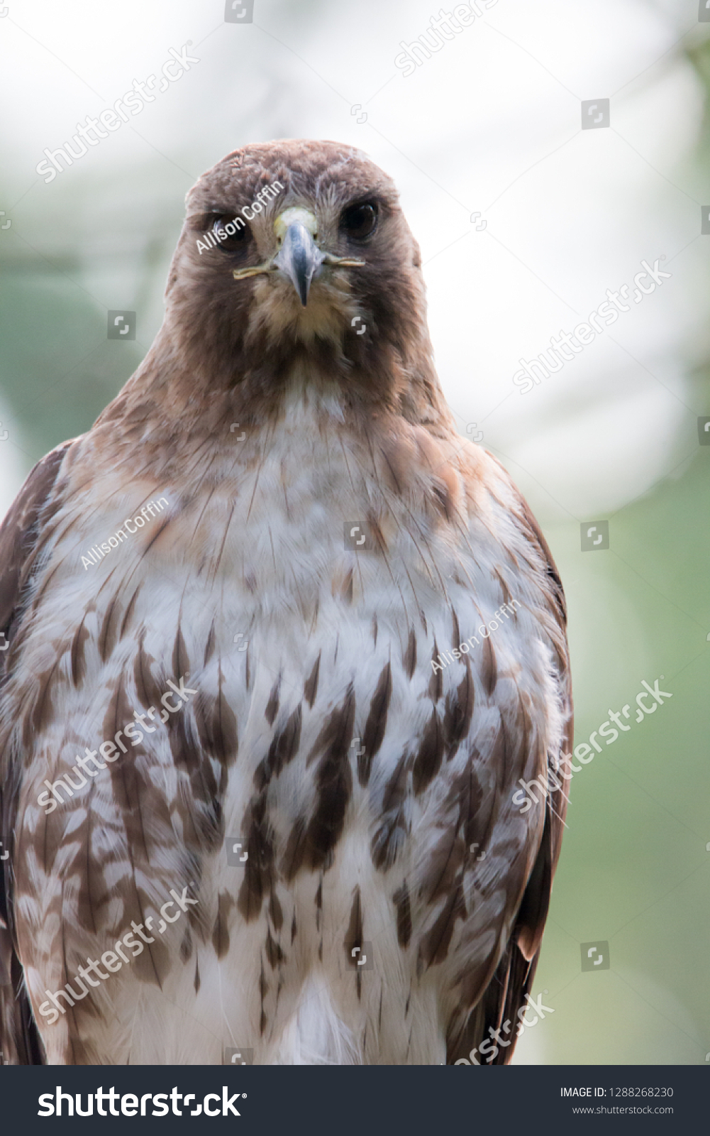 Red Tailed Hawk Portraits Stock Photo 1288268230 | Shutterstock