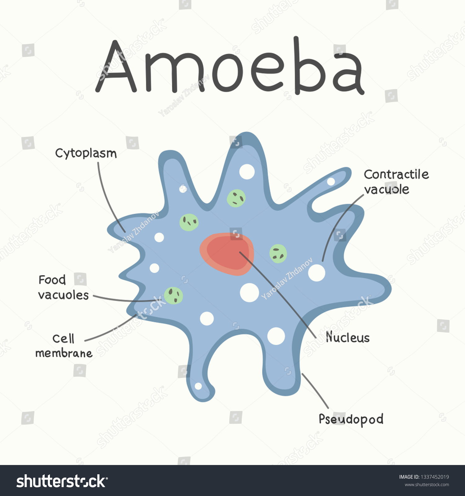 Amoeba Structure