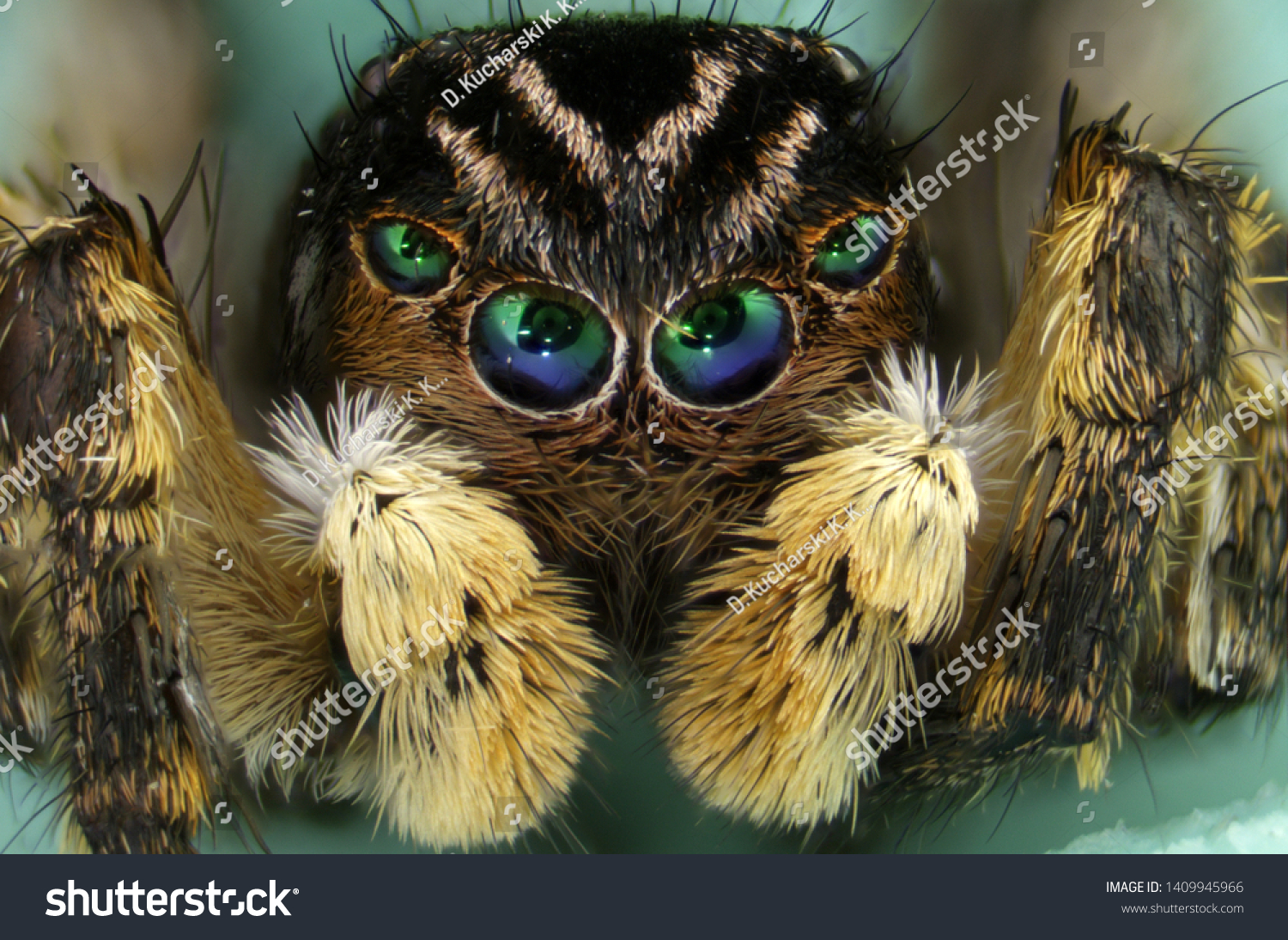 Spider Under A Microscope 