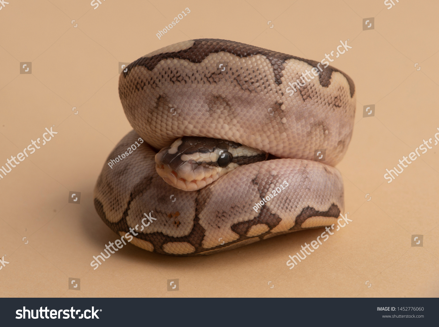 Newborn Baby Ballpython Front Studio Background Stock Photo 1452776060 ...