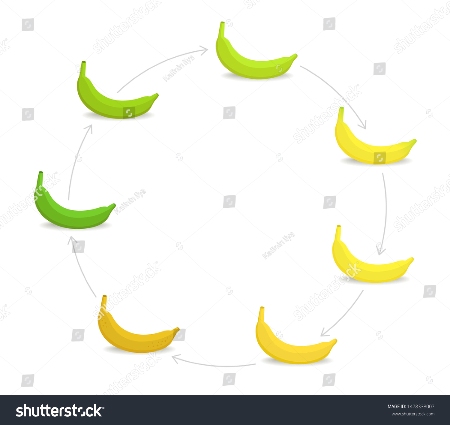 Round Banana Ripeness Stages Chart Circular Stock Vector (Royalty Free ...