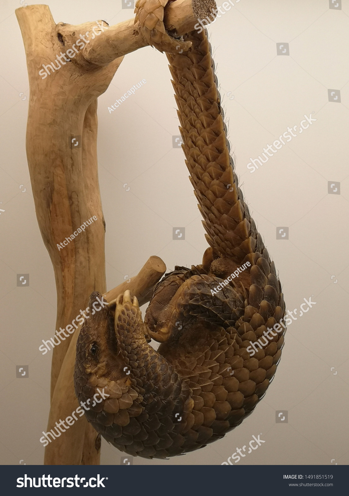 Pangolin Hanging On Tree Insecteating Mammals Stock Photo 1491851519 ...