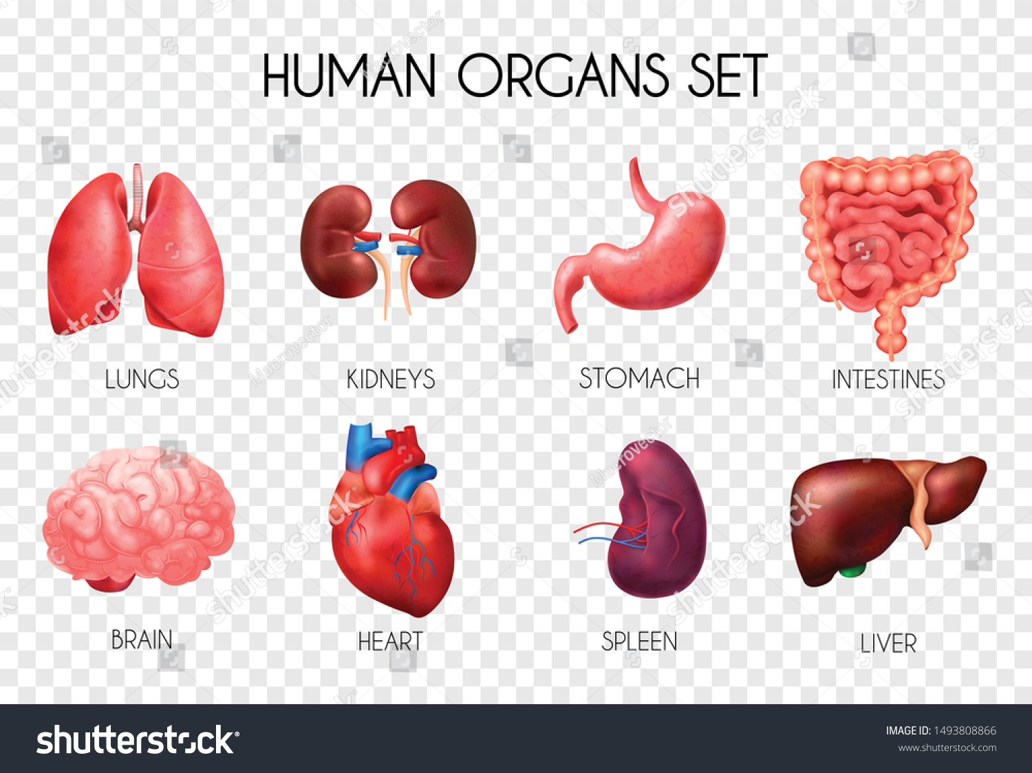 554,777 Organs Images, Stock Photos & Vectors | Shutterstock
