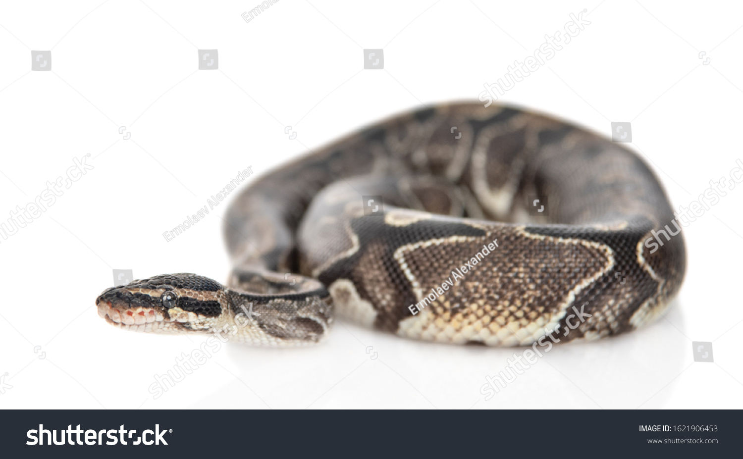 Royal Python Ball Python Python Regius Stock Photo 1621906453 ...