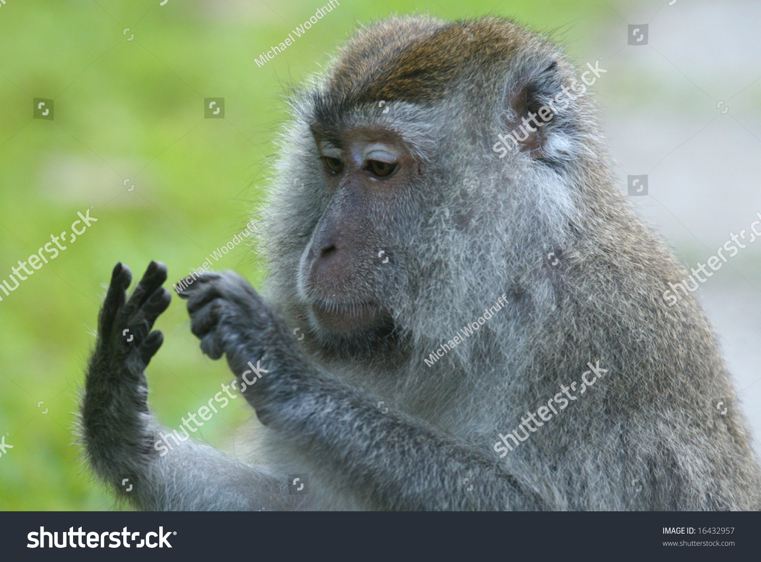 797 Counting Monkey Images, Stock Photos & Vectors | Shutterstock