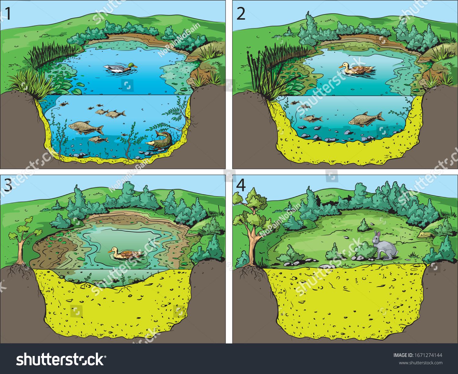 Ecological Succession In Water