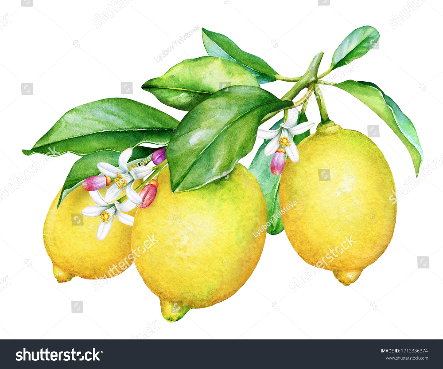 Lemon Tree Illustration