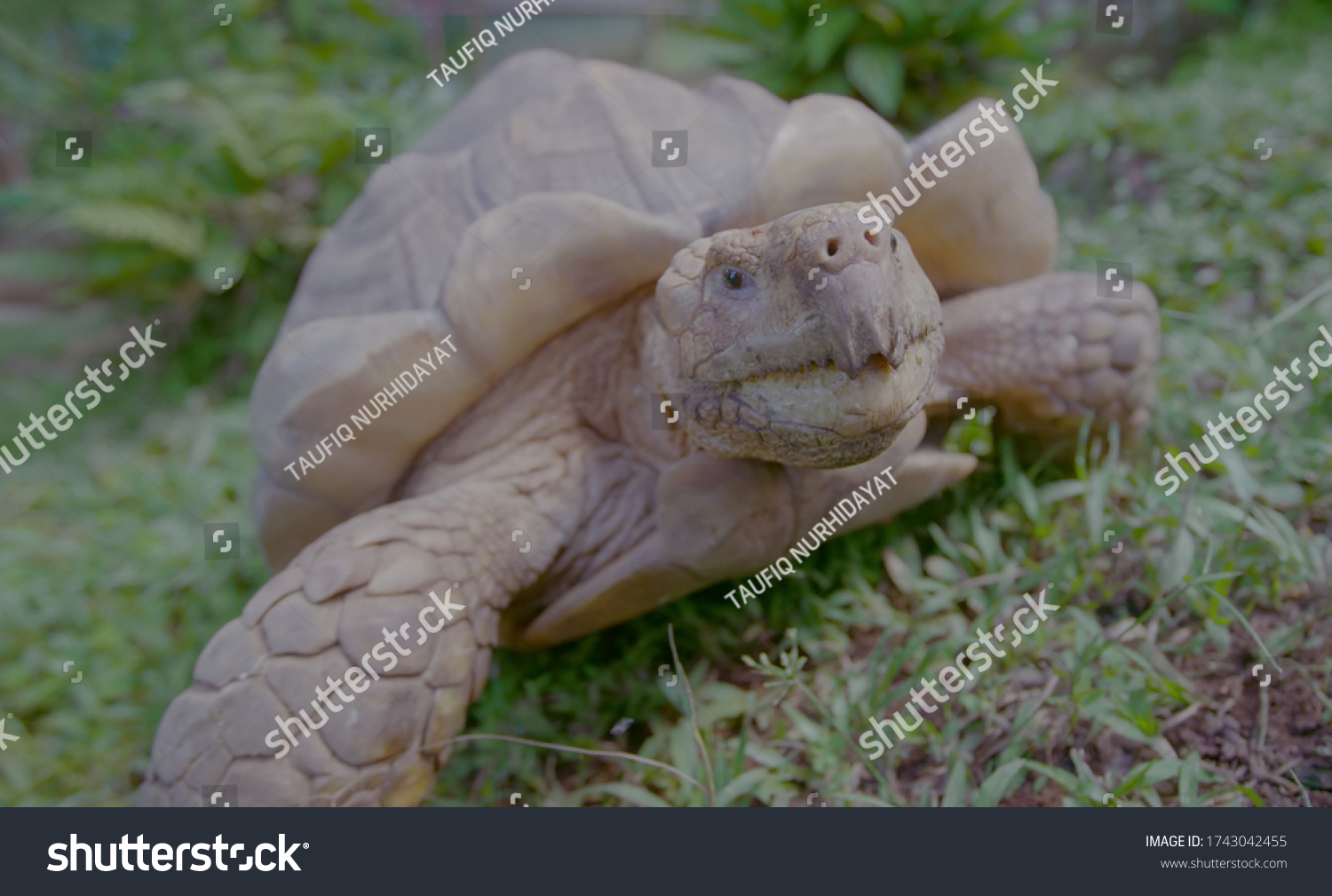 Beauty Indonesian Tropical Forest Animals Java Stock Photo 1743042455 ...