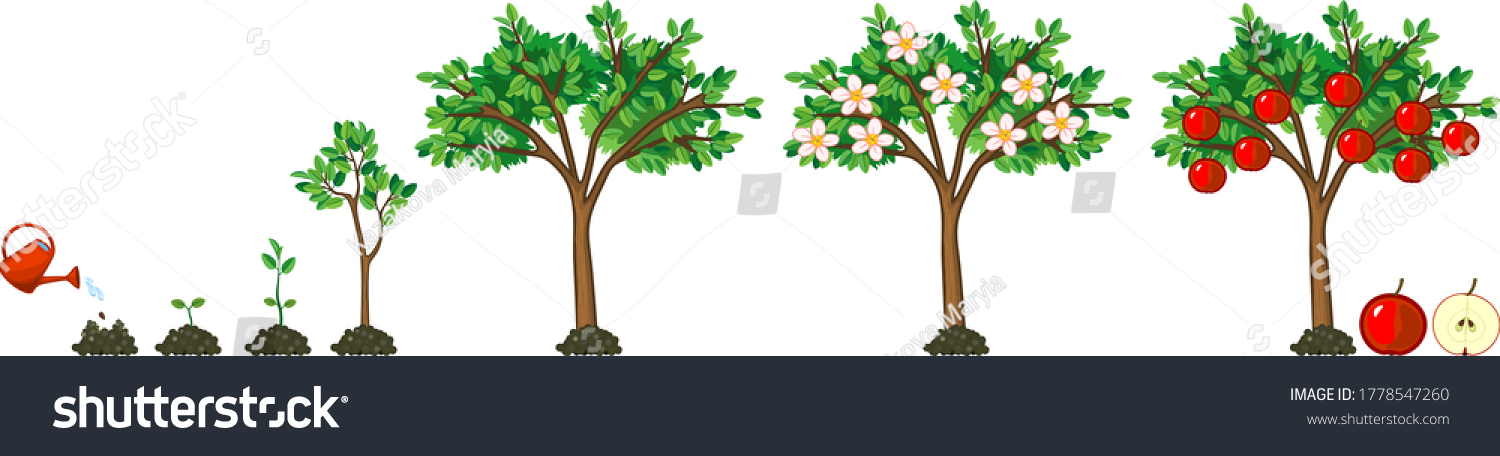 Life Cycle Apple Tree Stages Growth: เวกเตอร์สต็อก (ปลอดค่าลิขสิทธิ์ ...