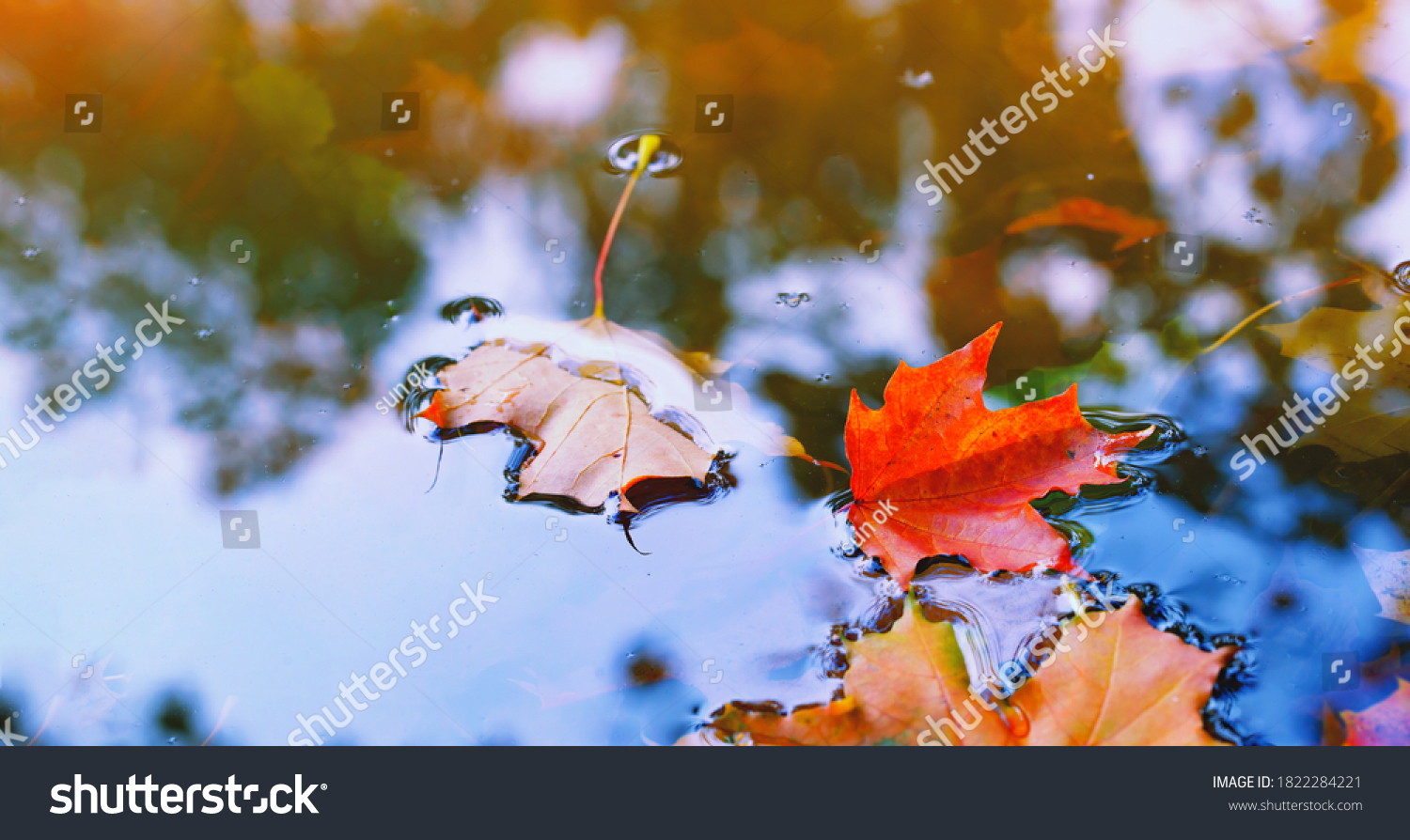 130.396 Rain Autumn Trees Background Images, Stock Photos & Vectors | Shutterstock