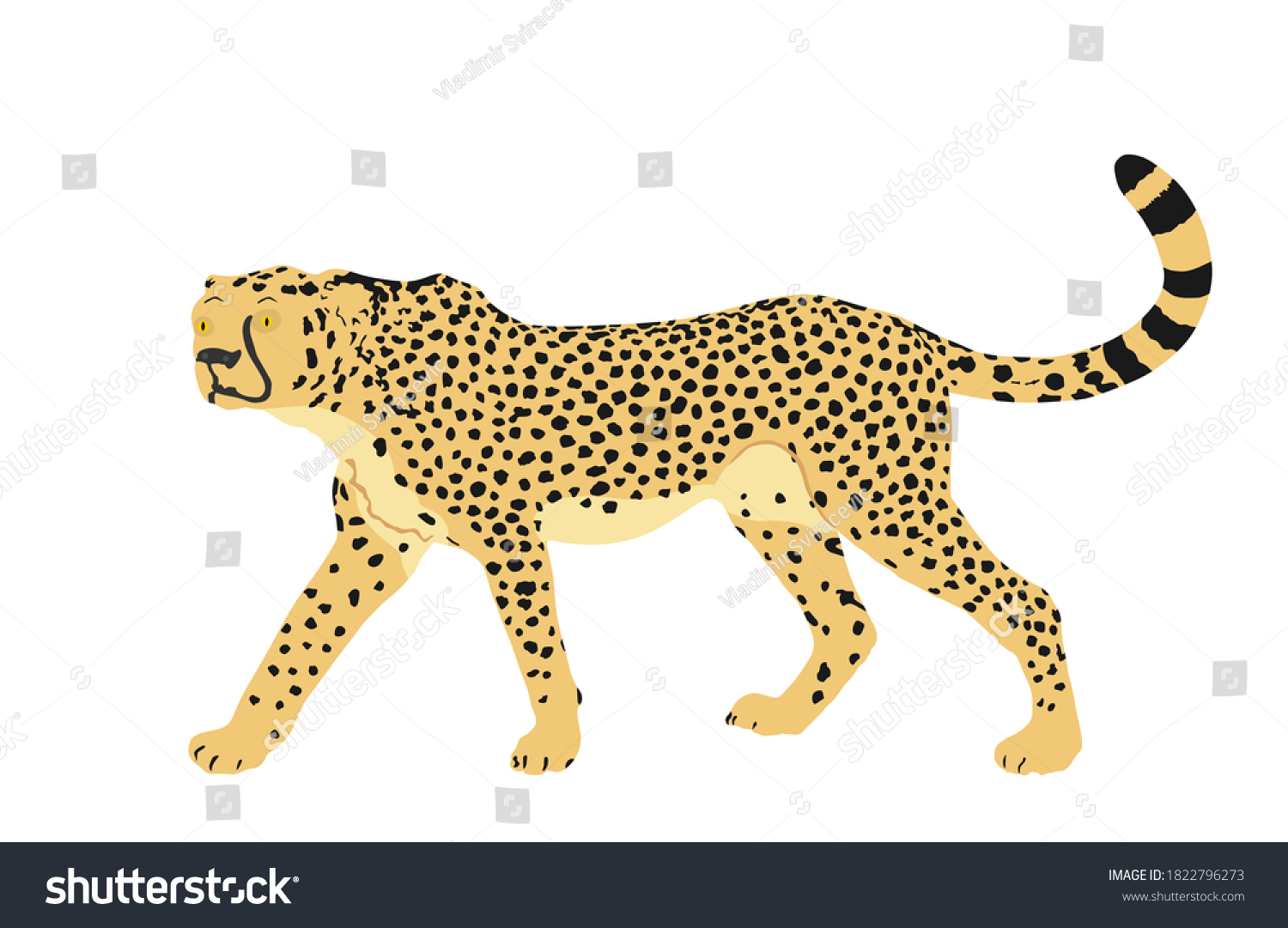 Cheetah Vector Illustration Isolated On White Stock Vector (Royalty ...