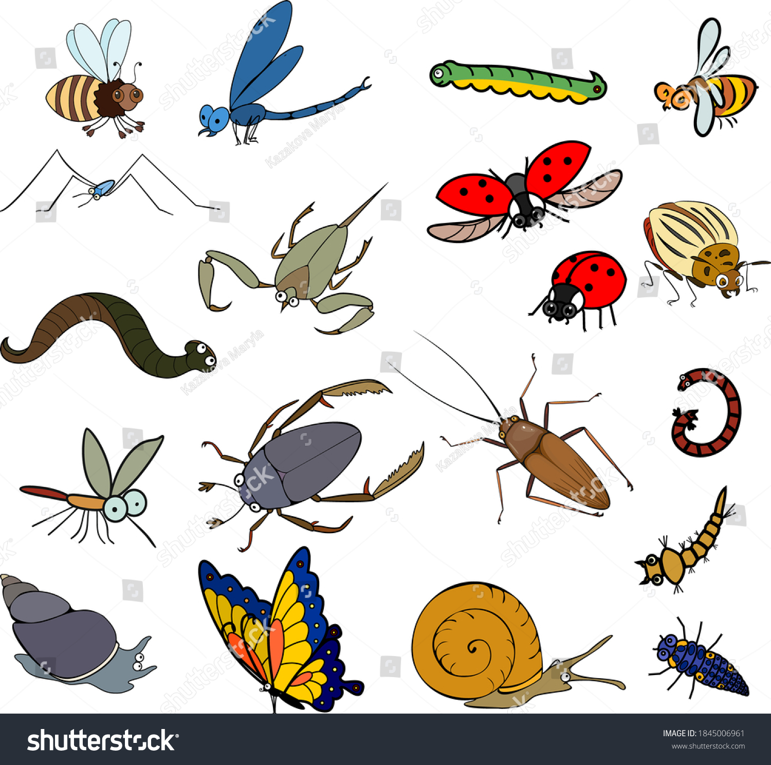 Invertebrates Animals Pictures