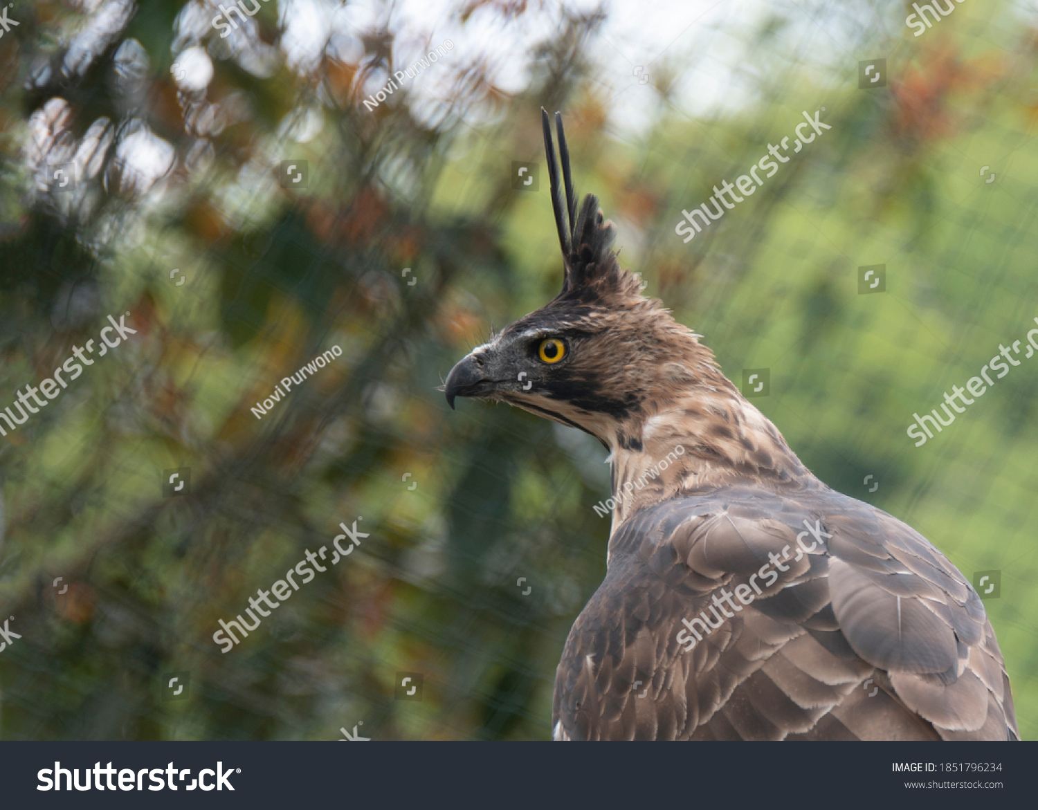 Elang Jawa Nisaetus Bartelsi Javan Hawkeagle Stock Photo 1851796234 | Shutterstock