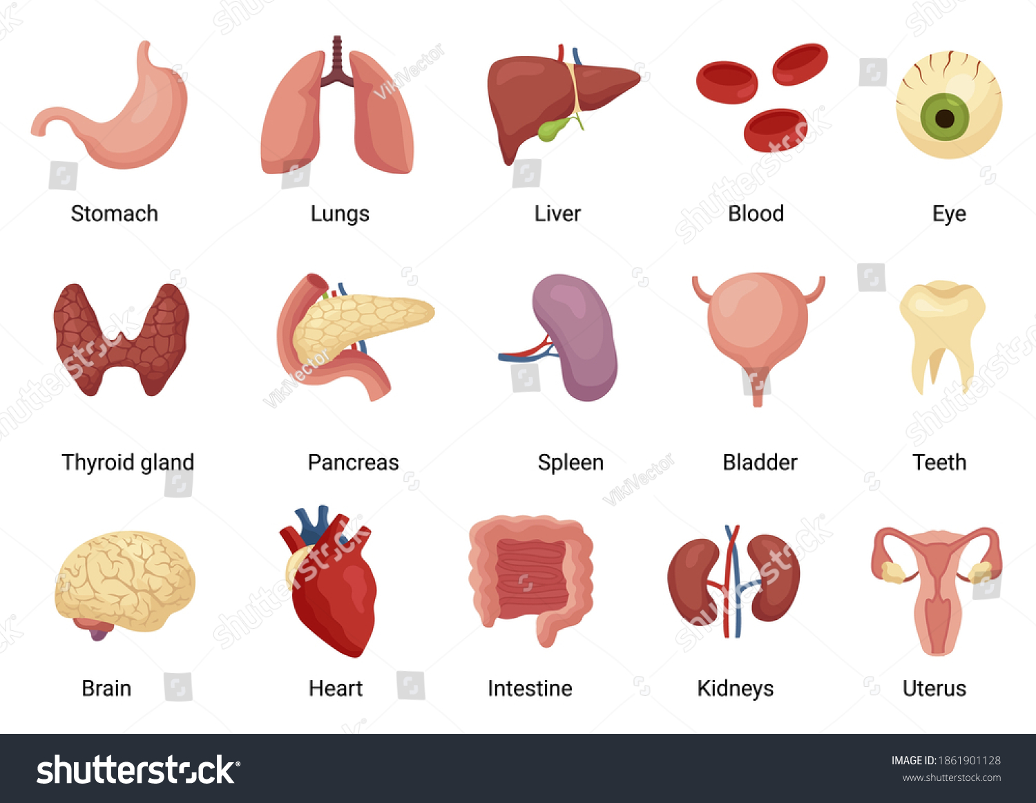 Internal Organs Of The Body Diagram Internal Organs Of The Body Diagram