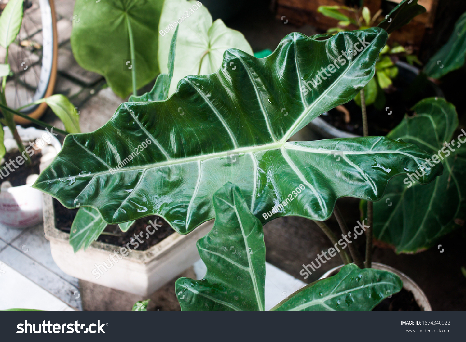 Large Cordate Sagittate Leaf Alocasia Araceae Stock Photo 1874340922 