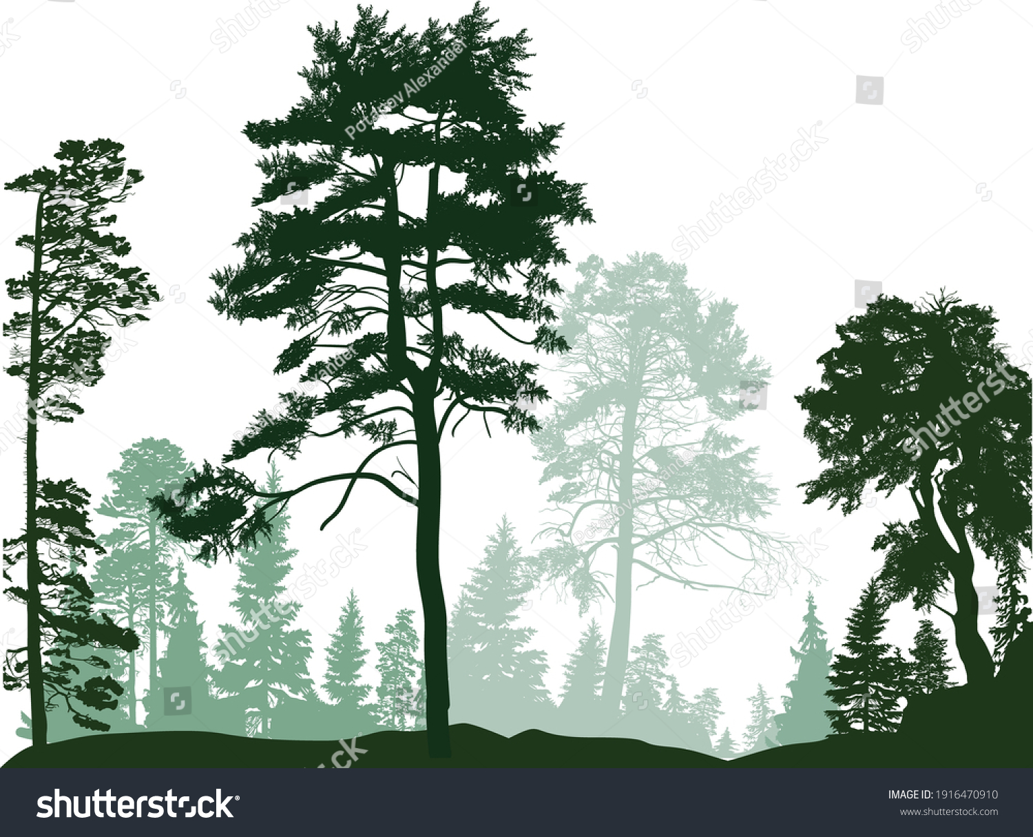 Illustration Pine Trees Forest Isolated On Stock Vector (Royalty Free ...