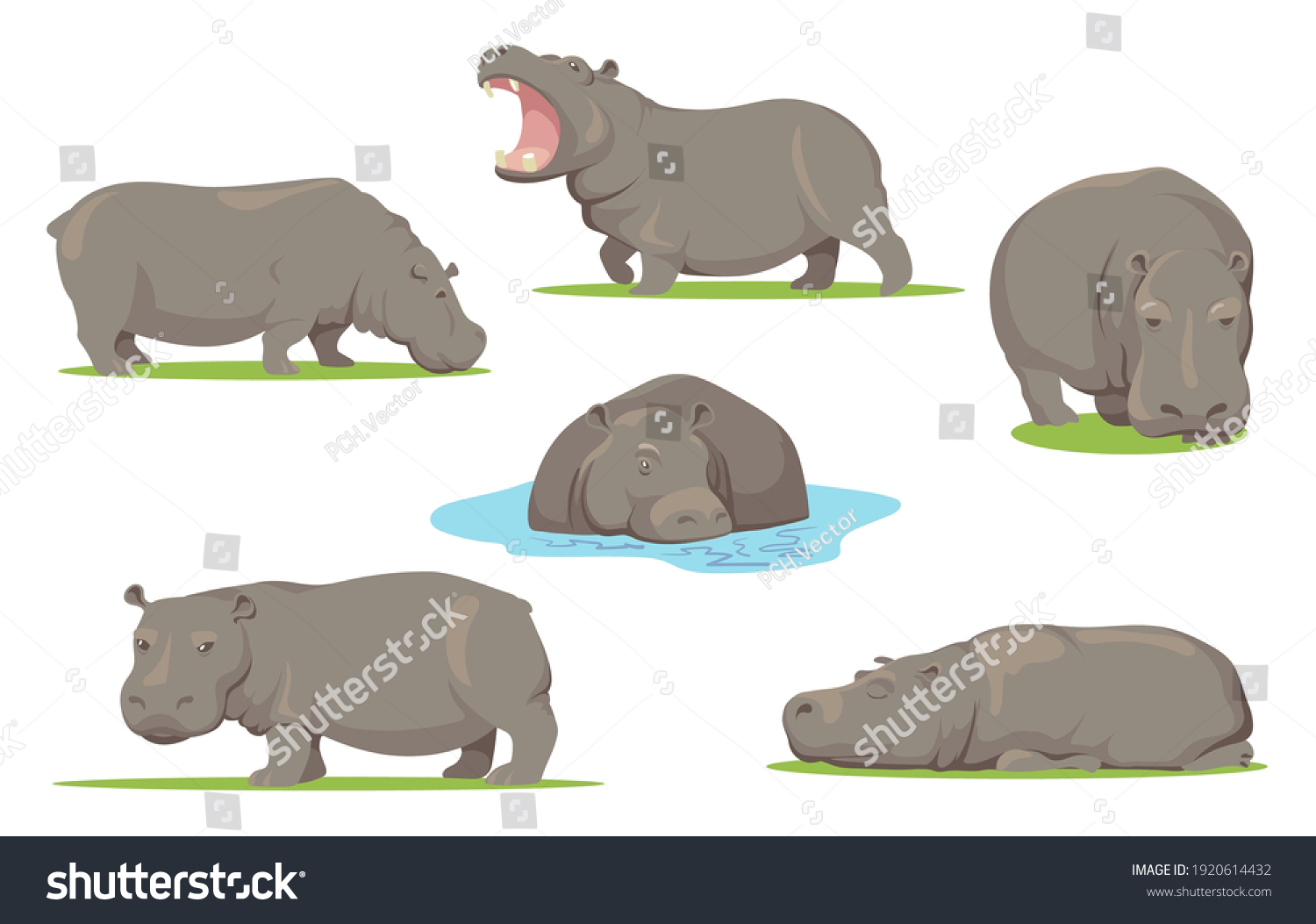 1,849 Hippo Walking Images, Stock Photos & Vectors | Shutterstock
