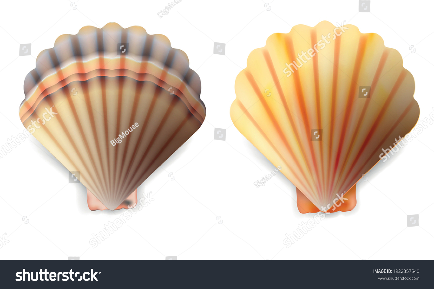 Realistic Detailed 3d Shell Set Isolated Stock Vector (Royalty Free ...
