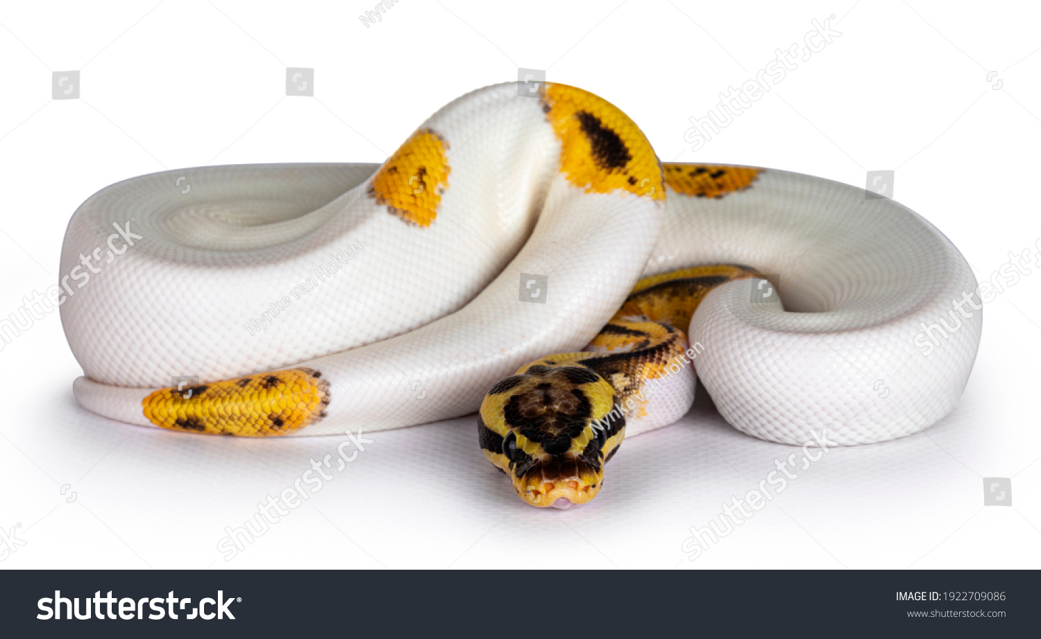 8,303 Young_python Images, Stock Photos & Vectors | Shutterstock