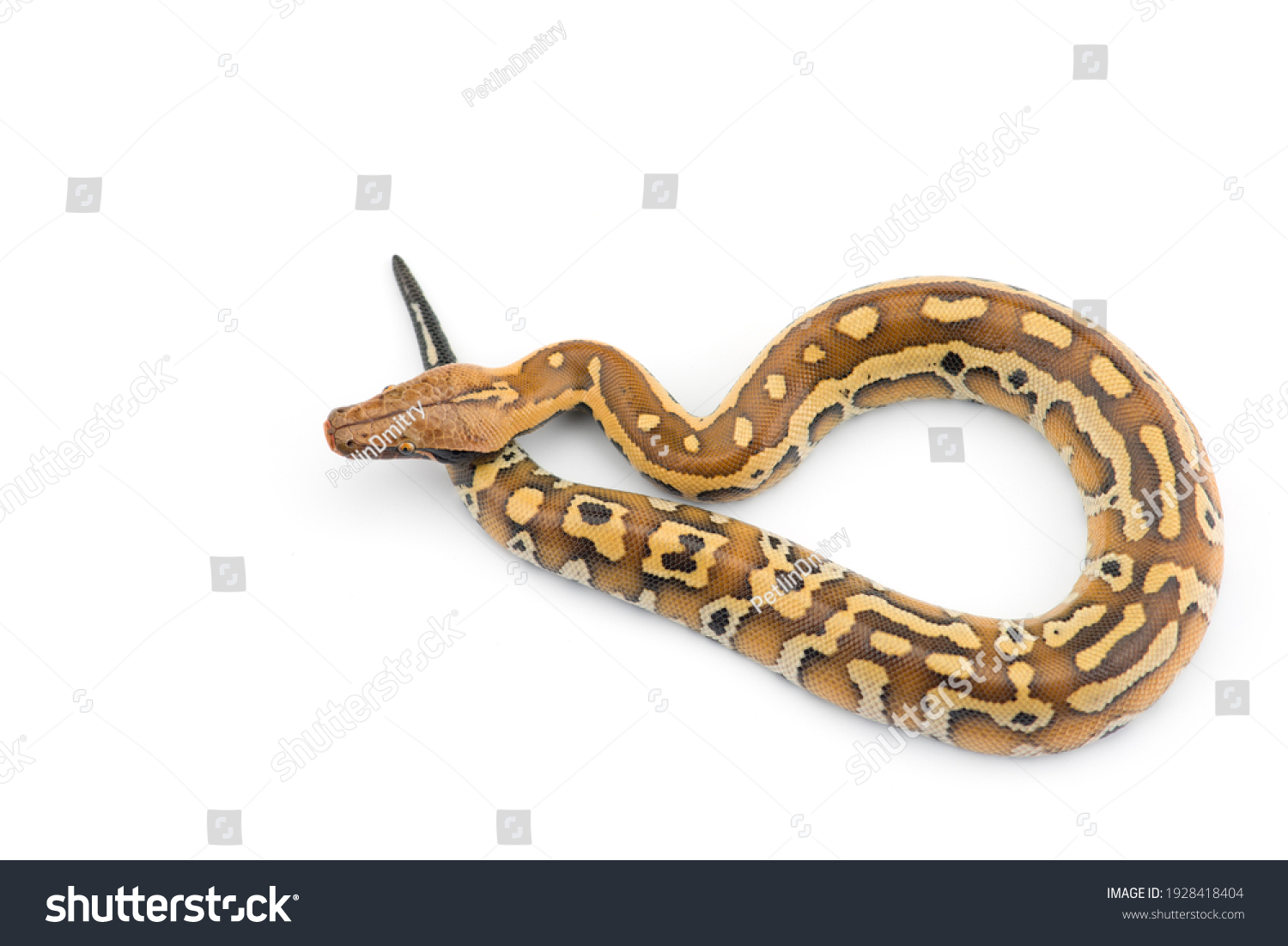 Sumatran Short Tail Python Isolated On Stock Photo 1928418404 ...