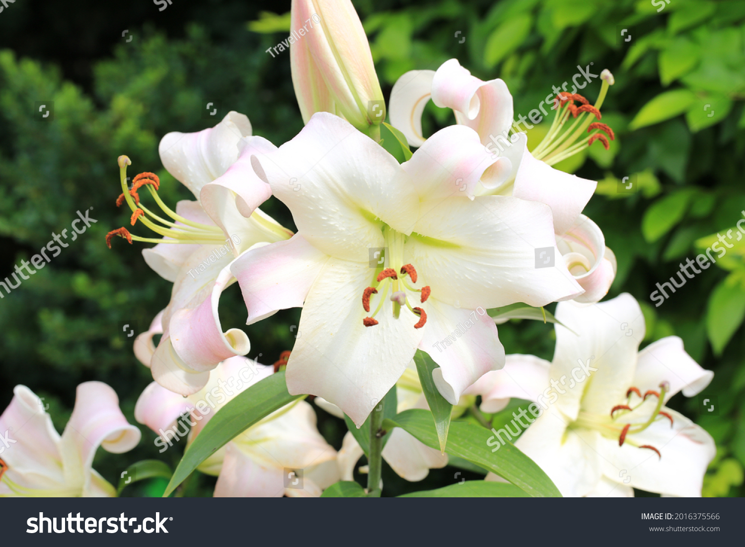 13,956 Lily Pretty Woman Images, Stock Photos & Vectors | Shutterstock