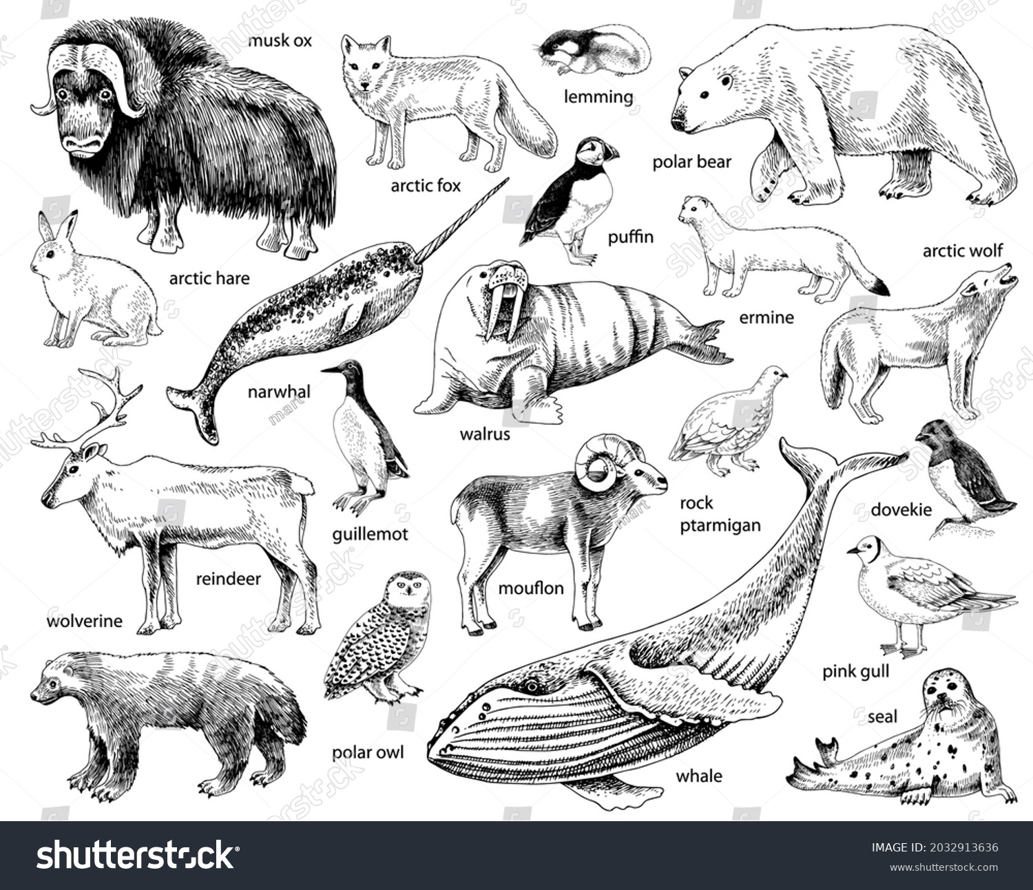 Arctic Animal Drawings