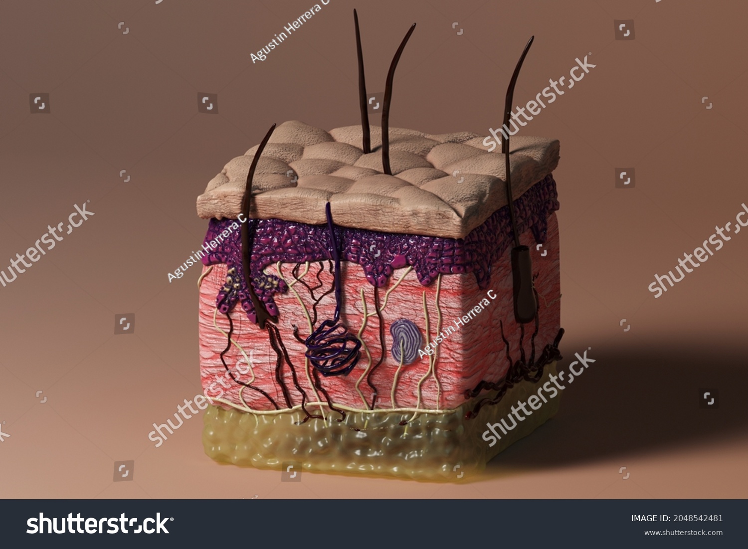 Integumentary System Skin
