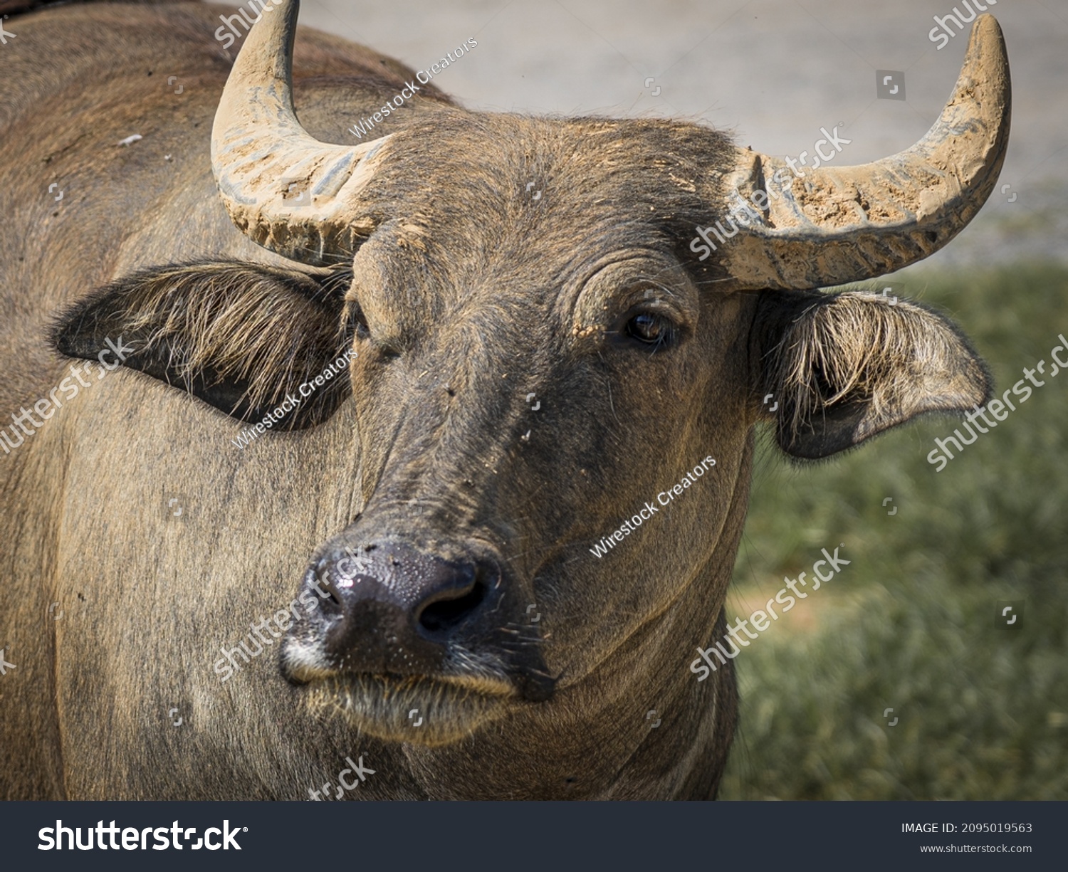 4,846 Carabao Images, Stock Photos & Vectors | Shutterstock