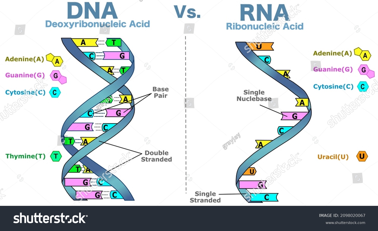 Differences Between Dna Vs Rna Double Stock Vector (Royalty Free) 2098020067 | Shutterstock