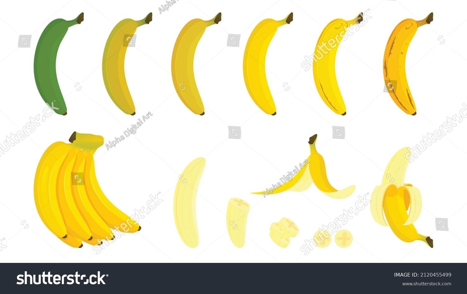 Set Bananas Completely Raw Into Ripening Stock Vector (Royalty Free ...