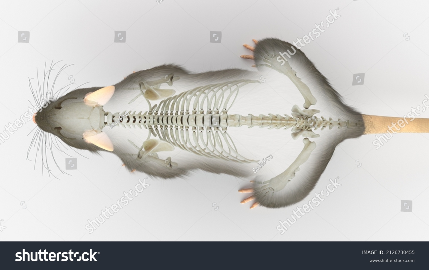 3d Rendered Illustration Rats Anatomy Skeleton Stock Illustration ...