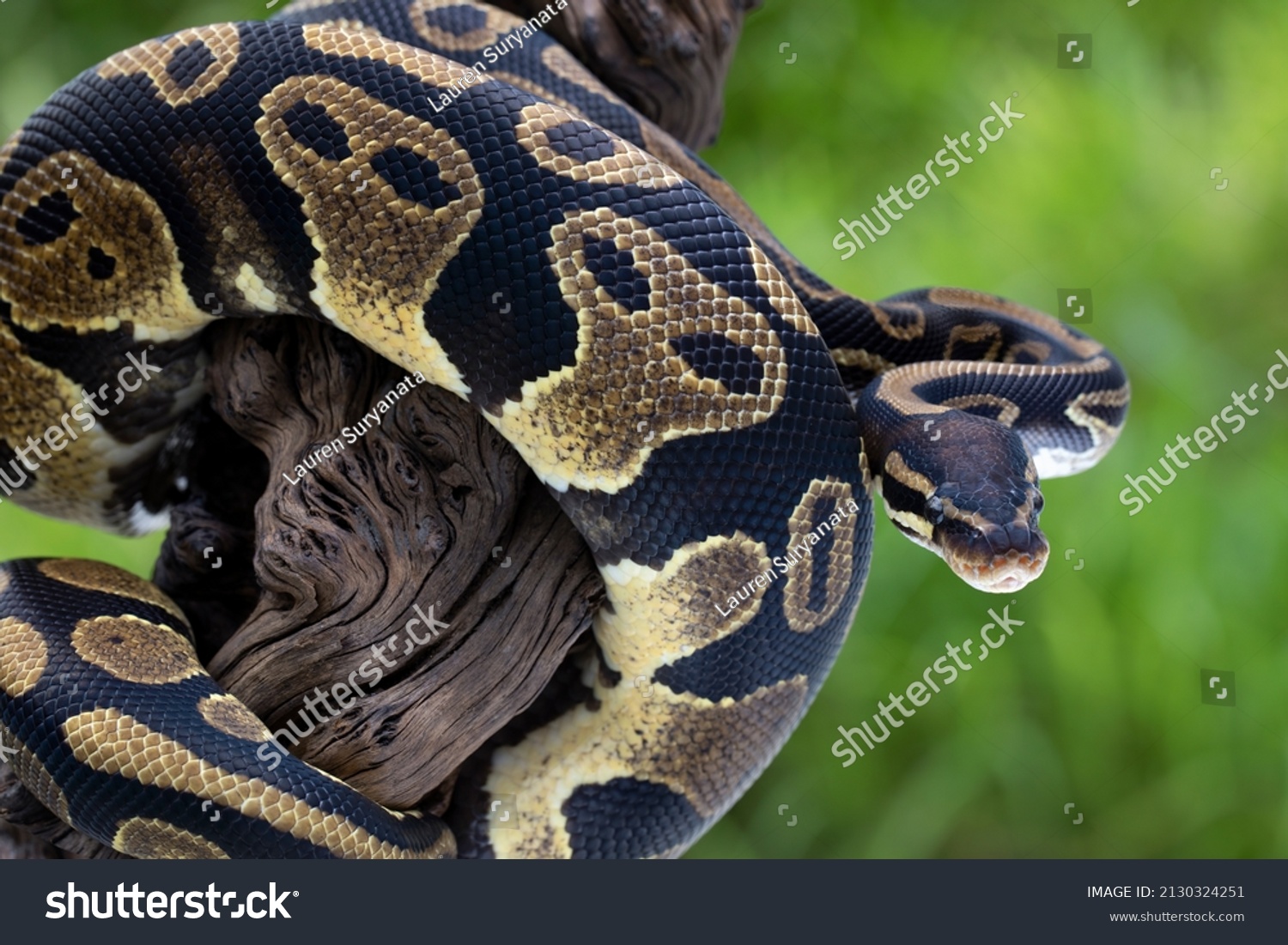 Python Snake: Over 42,251 Royalty-Free Licensable Stock Photos ...