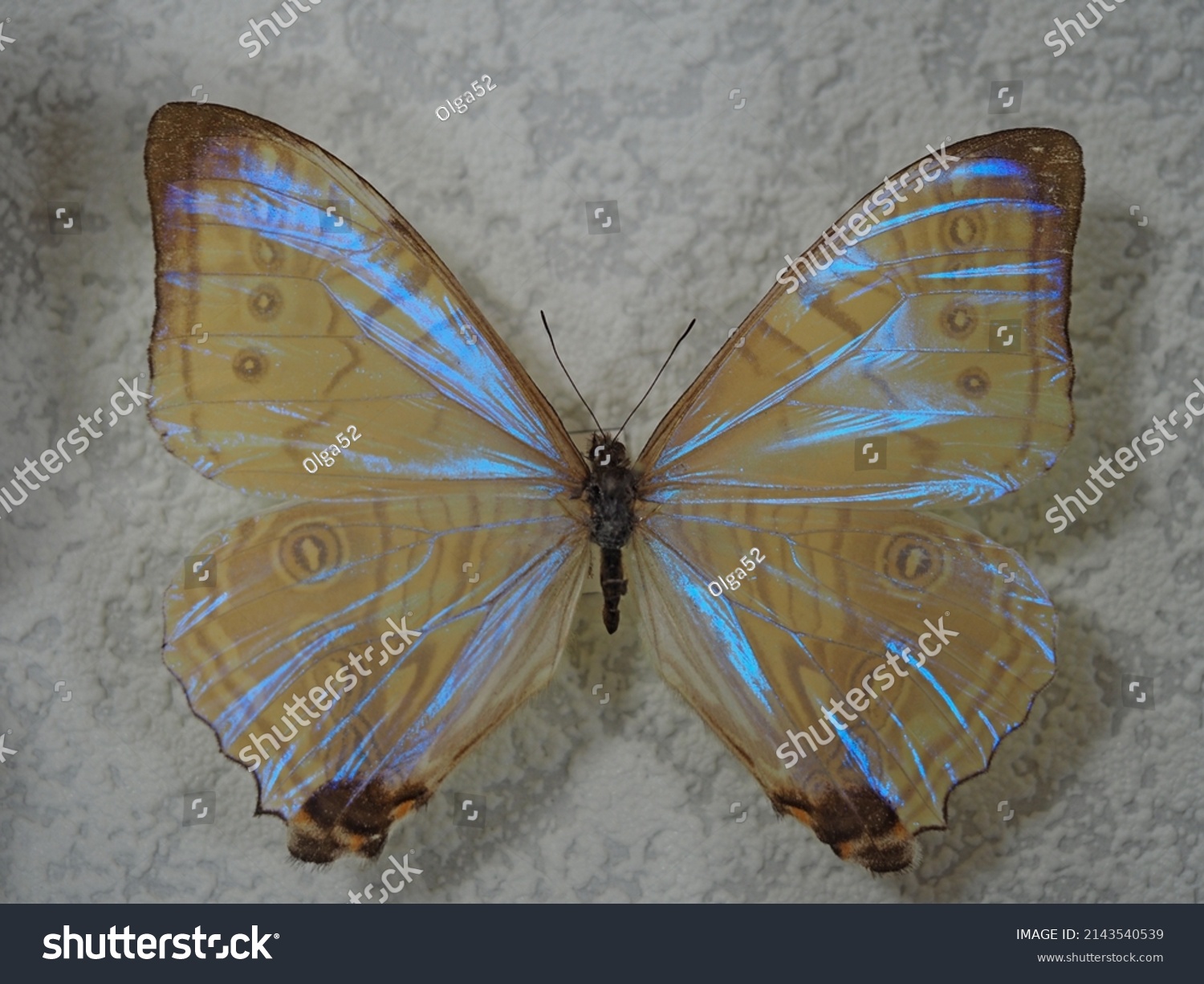 Mariposa Morpho aurora. Una especie de Foto de stock 2143540539 | Shutterstock