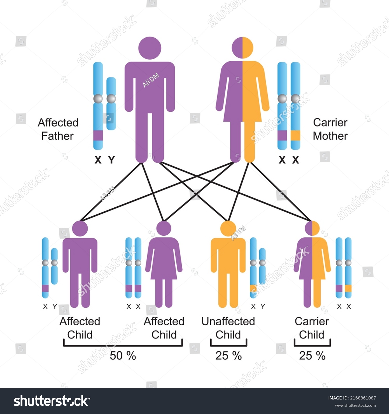 232 Autosomal Recessive Inheritance Images, Stock Photos & Vectors ...