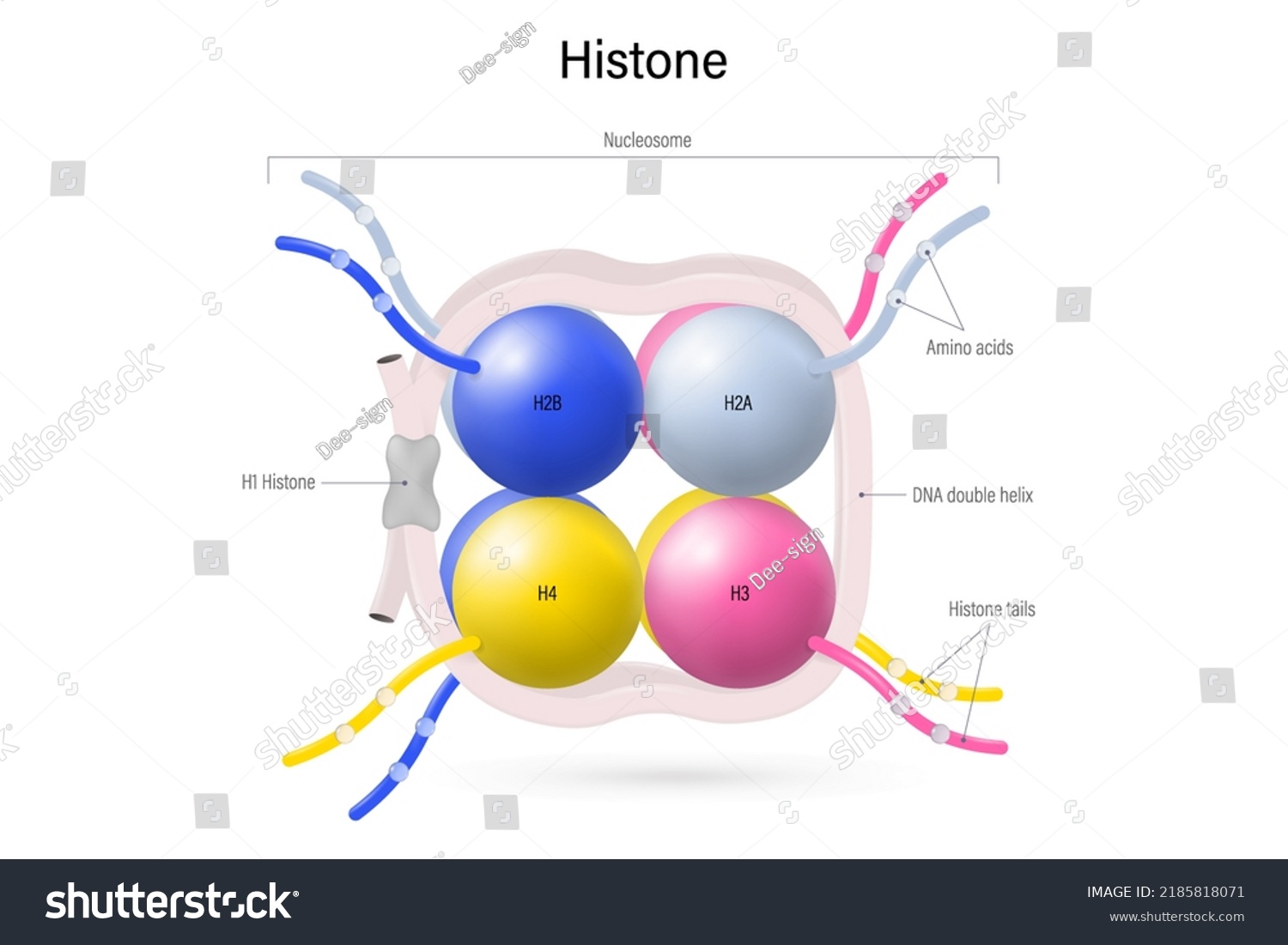 Structure Histone Protein 8 Histone Proteins Stock Vector (Royalty Free) 2185818071 | Shutterstock