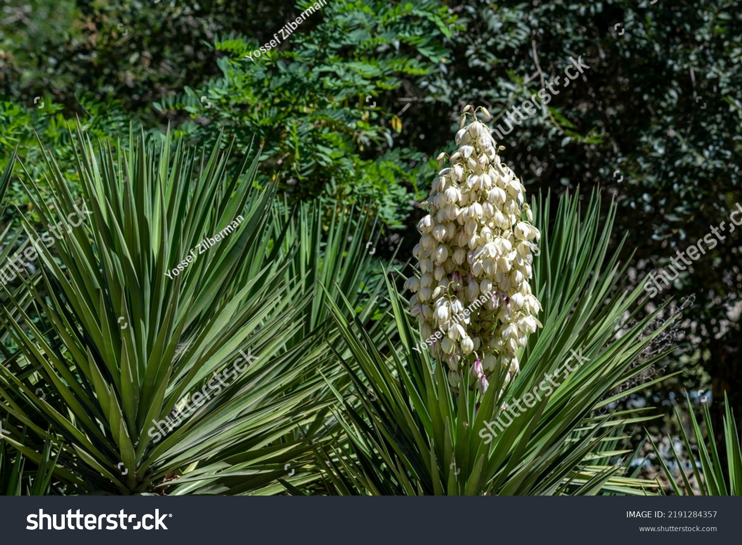 Yucca gigantea (Yucca elephantipes, Yucca guatemalensis) Foto de stock 2191284357 | Shutterstock