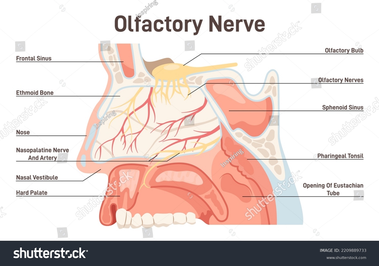 Anatoy olfativa nerviosa. Estructura de cavidad: vector de stock (libre de regalías) 2209889733 ...