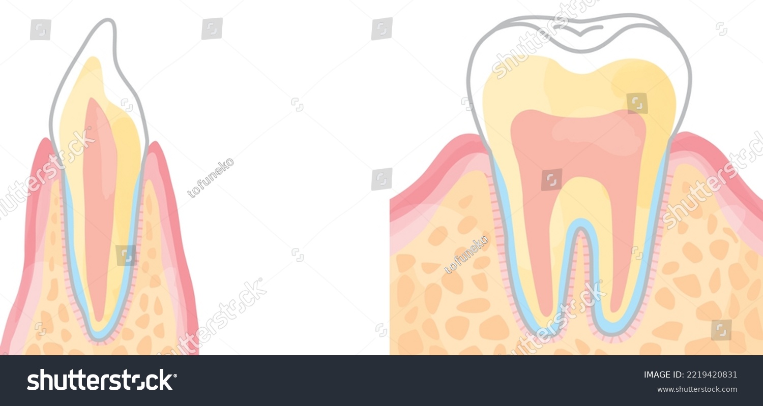Tooth Structure Cross Section View Vector Stock Vector Royalty Free 2219420831 Shutterstock