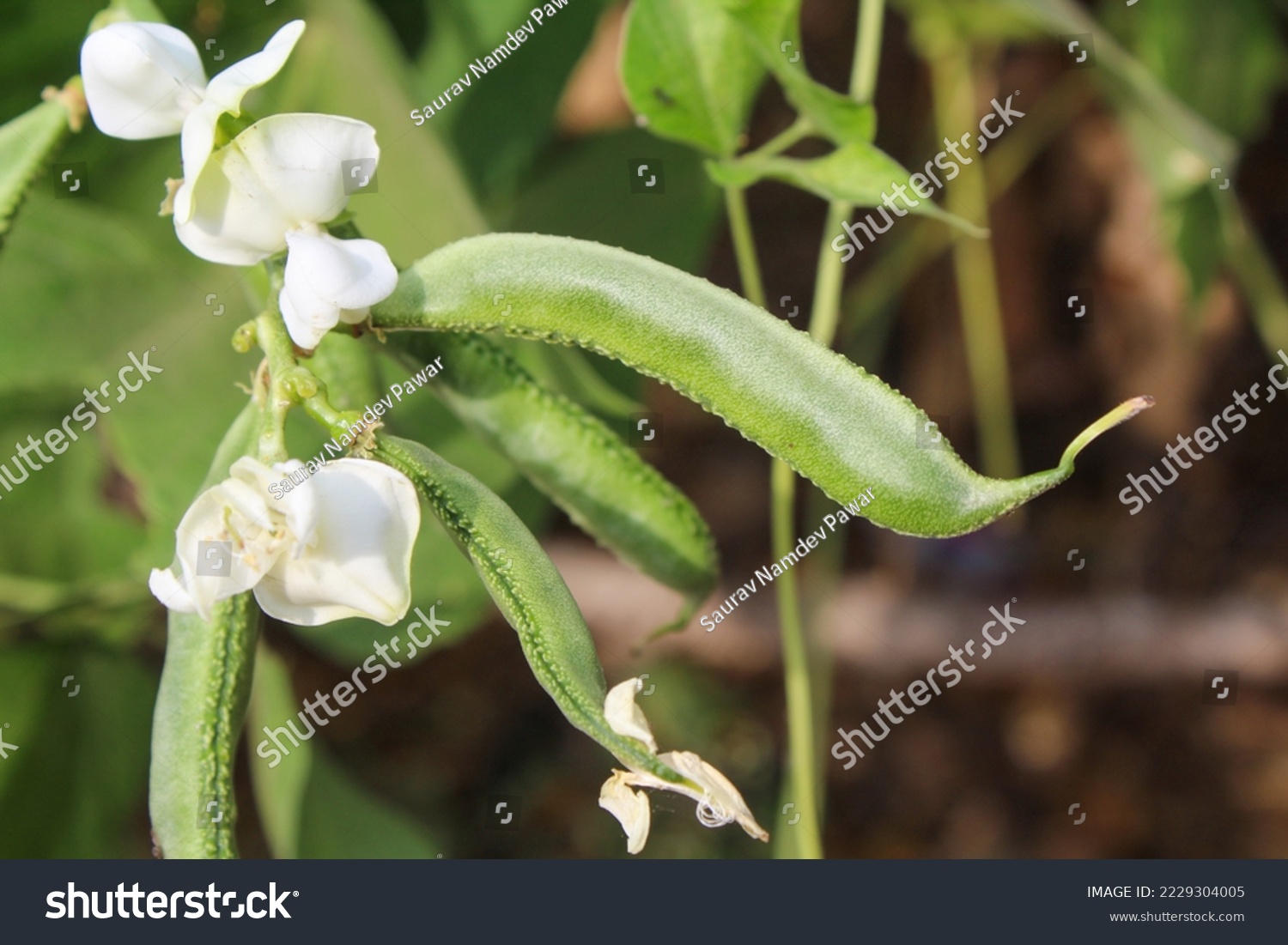Lima Bean Commonly Known Butter Bean Stock Photo 2229304005 Shutterstock lima-bean-commonly-known-butter-bean-stock-photo-2229304005-shutterstock