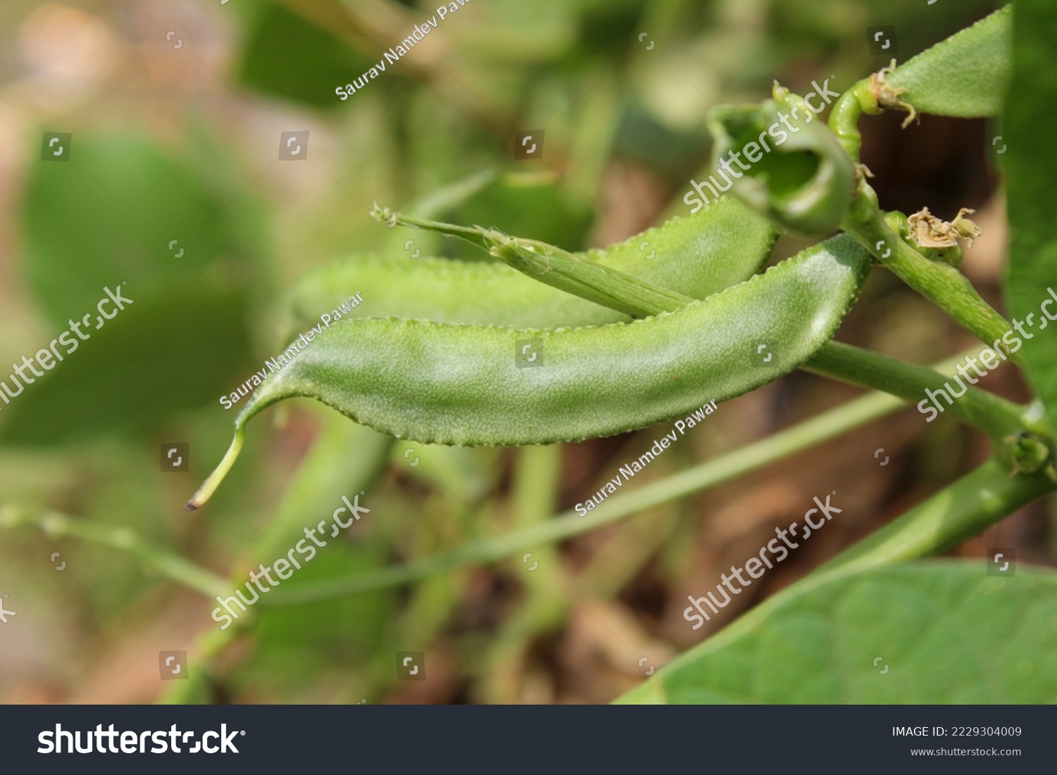 Lima Bean Commonly Known Butter Bean Stock Photo 2229304009 Shutterstock lima-bean-commonly-known-butter-bean-stock-photo-2229304009-shutterstock