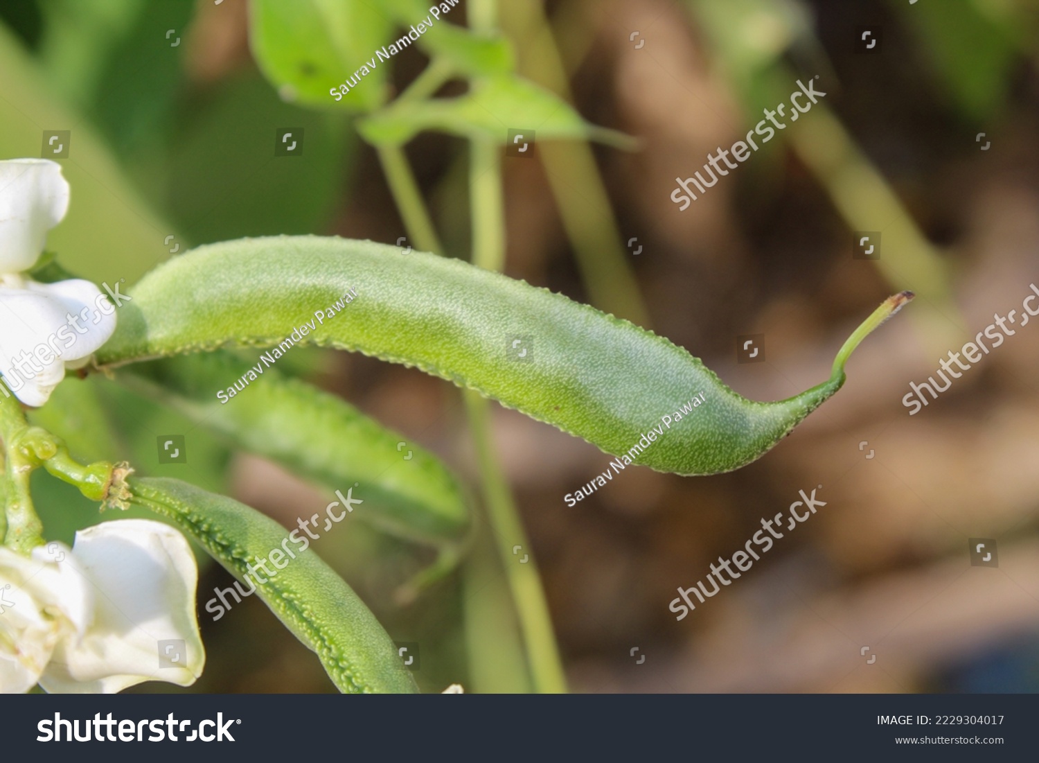 Lima Bean Commonly Known Butter Bean Stock Photo 2229304017 Shutterstock lima-bean-commonly-known-butter-bean-stock-photo-2229304017-shutterstock
