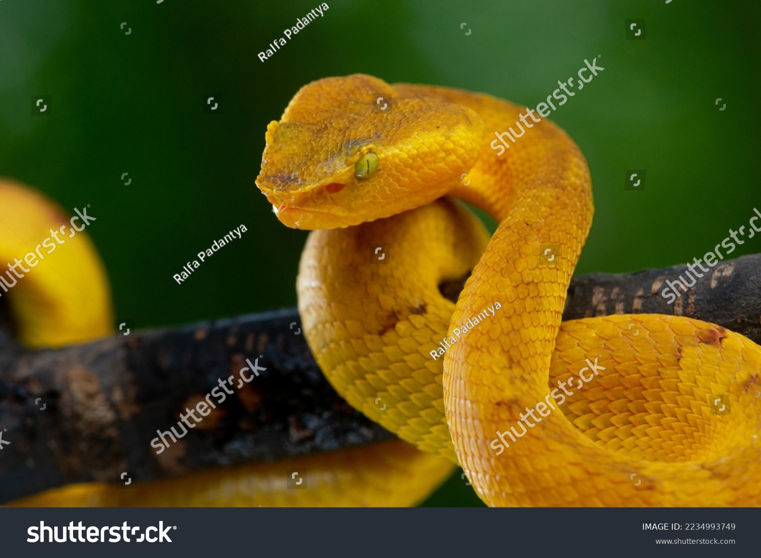 Angry Yellow Flat Nosed Pit Viper Stock Photo 2234993749 | Shutterstock
