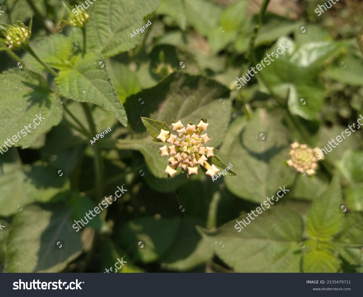 Beautiful Flower Buds Lantana Camara Common Stock Photo 2235479711 | Shutterstock