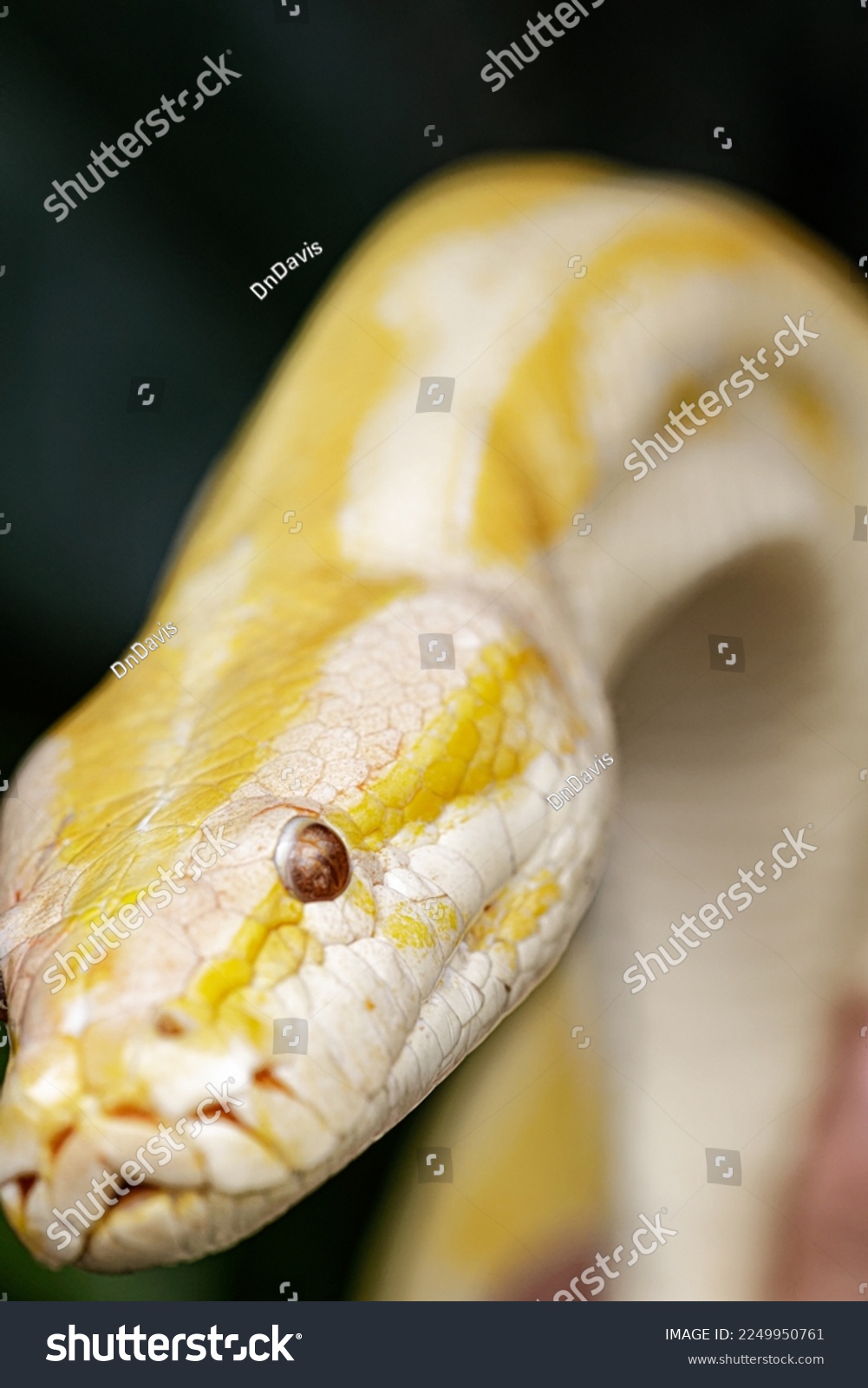 549 Everglades Python Images, Stock Photos & Vectors | Shutterstock
