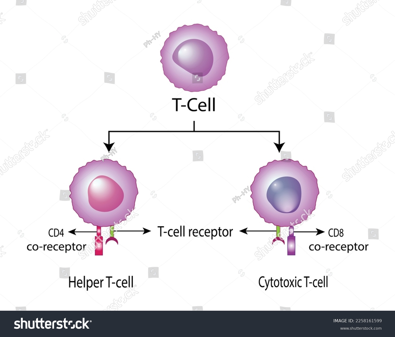 Helper T Cells Diagram