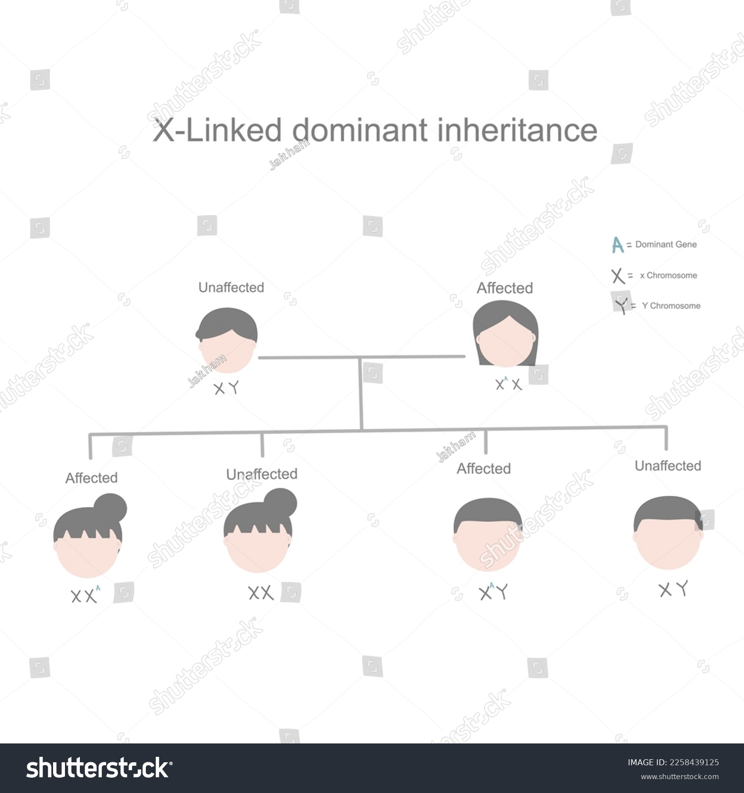 Inheritance Pattern Diagram X Linked Dominant Stock Vector (Royalty ...