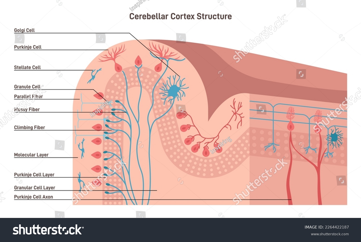 Structure Cerebral Cortex Outer Layer Neural Stock Vector Royalty Free